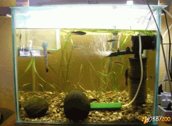 vand acvariu home made - Hobby-Zoo.ro