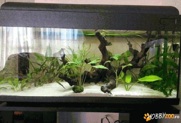 Acvariu echipat complet utilat - Hobby-Zoo.ro