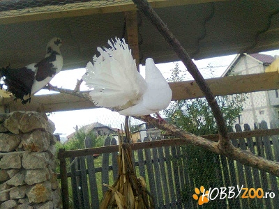 Porumbei rotati si tobosari - Hobby-Zoo.ro