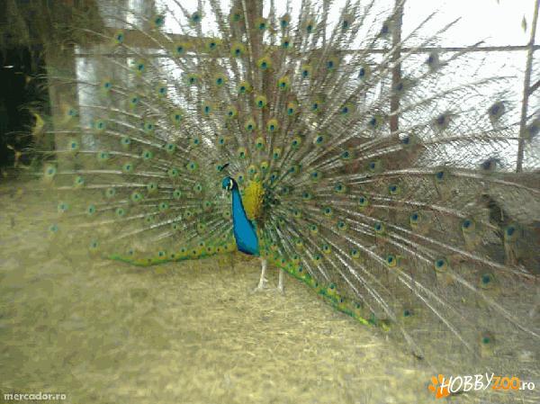 vand femele de paun comun de varste - Hobby-Zoo.ro