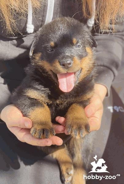 Pui Rottweiler de vanzare - Hobby-Zoo.ro