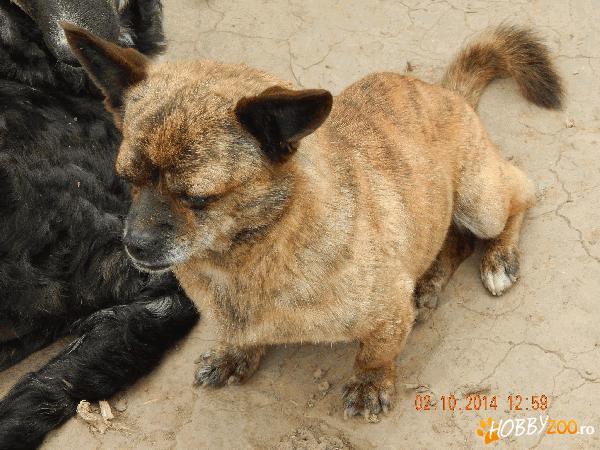 adoptie caine asociatia robi - Hobby-Zoo.ro