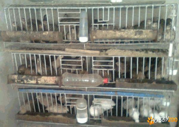prepelite ouatoare de 8 luni - Hobby-Zoo.ro