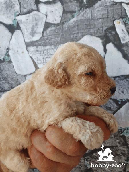 Labradoodle catelusi de vanzare - Hobby-Zoo.ro