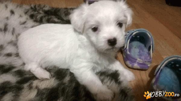 Vand pui Bichon Maltez - Hobby-Zoo.ro