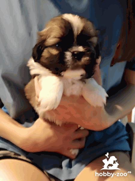 Shih Tzu catelusi de vanzare - Hobby-Zoo.ro