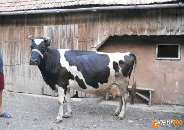 vaca Holstein rasa pura - Hobby-Zoo.ro