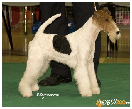 vand fox terrier sarmos - Hobby-Zoo.ro