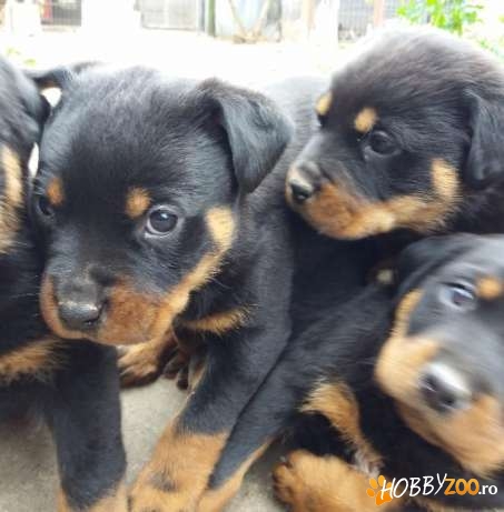 pui Rottweiler, foarte frumoși - Hobby-Zoo.ro