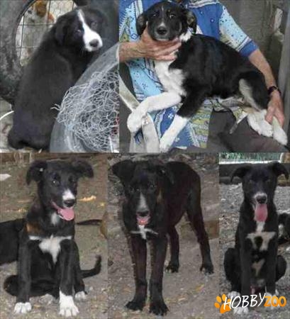metisi collie spre adoptie - Hobby-Zoo.ro