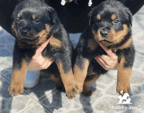 Pui Rottweiler de vanzare - Hobby-Zoo.ro