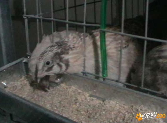 Prepelite japoneze si faraon - Hobby-Zoo.ro