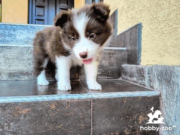 Pui Border Collie cu Pedigree de la parinti testati genetic - Hobby-Zoo.ro