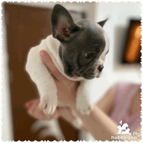 Bulldog francez Blue Pied pui - Hobby-Zoo.ro