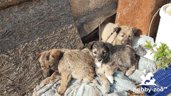 ofer spre adoptie 3 pui de catel, varsta doua luni - Hobby-Zoo.ro