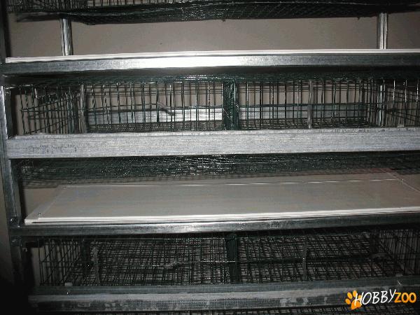 CUSTI PREPELITE PROFESIONALE DE VAN - Hobby-Zoo.ro