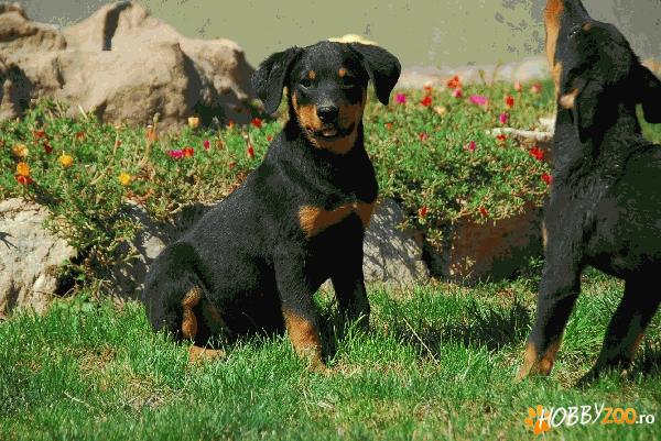 2 catei rasa Rottweiler - Hobby-Zoo.ro