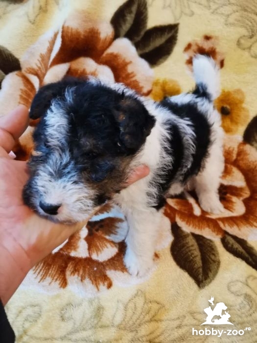 Fox Terrier par sarmos cu pedigree - Hobby-Zoo.ro