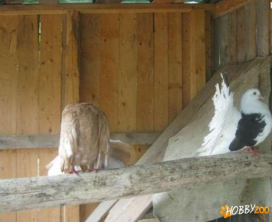 porumbei de rasa curcani - Hobby-Zoo.ro