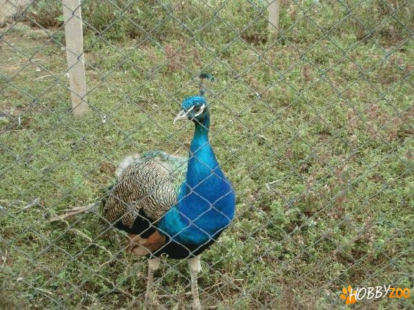 paun asiatic Pavo cristatus - Hobby-Zoo.ro