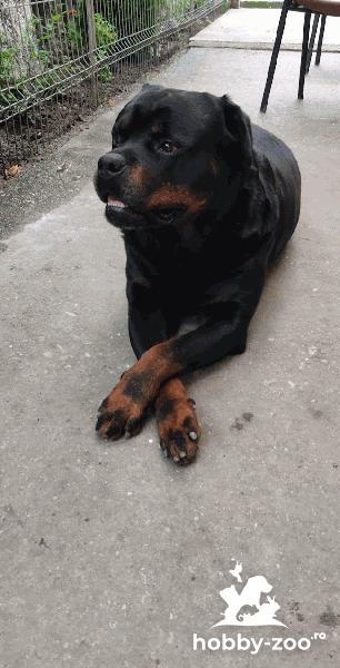 Imperechere rottweiler - Hobby-Zoo.ro
