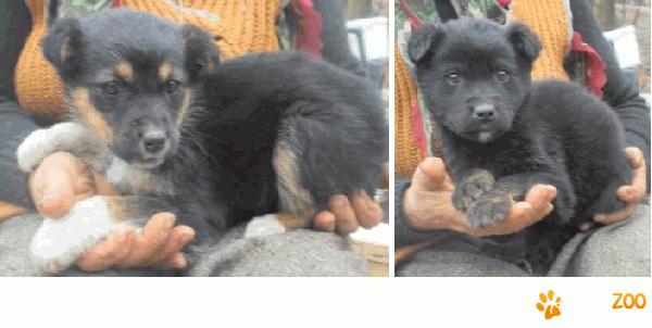 Metisi ROTTWEILER pui adoptie - Hobby-Zoo.ro