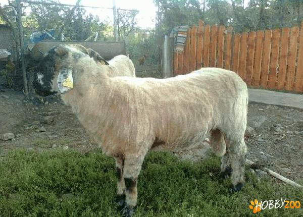 berbeci rasa metis suffolk - Hobby-Zoo.ro
