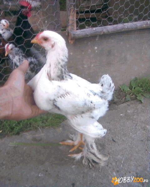 pui brahma si rasa pitica - Hobby-Zoo.ro