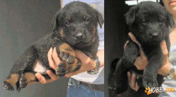 Metisi CIOBANESC CU ROTTWEILLER spr - Hobby-Zoo.ro