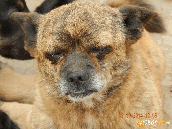 adoptie caine asociatia robi - Hobby-Zoo.ro