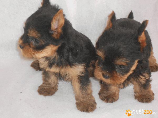 vand catelus yorkshire terrier - Hobby-Zoo.ro