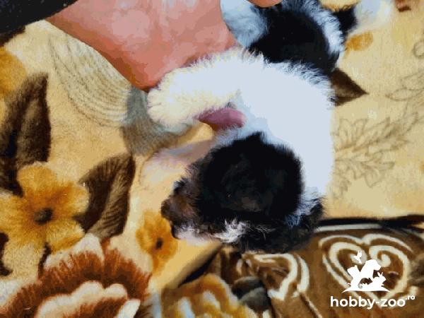 Fox Terrier par sarmos cu pedigree - Hobby-Zoo.ro