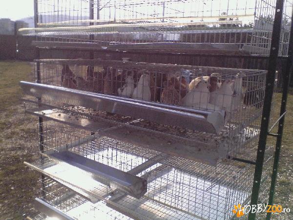 Prepelite, custi, standuri - Hobby-Zoo.ro