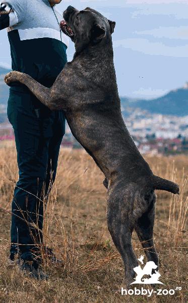 Cane Corso, pt. MONTA, pedigree, campion, cu teste HD.A, ED.0 - Hobby ...