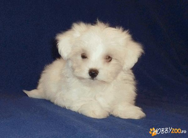 Vand pui de BICHON MALTESE - Hobby-Zoo.ro
