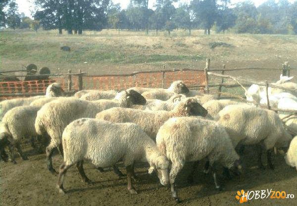 Ovine rasa carabasa si tigae - Hobby-Zoo.ro
