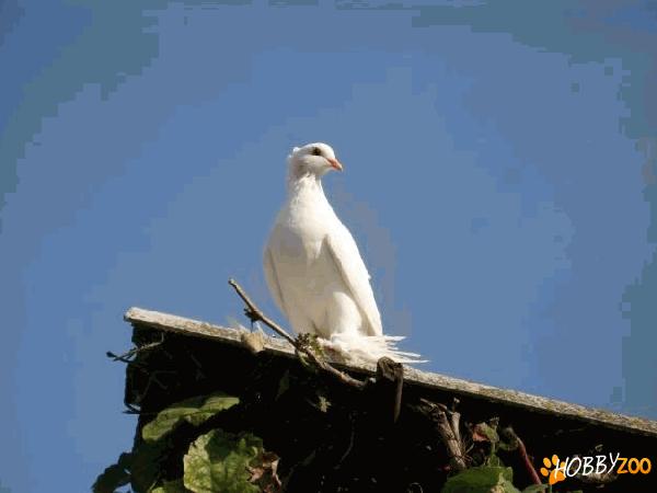 porumbei incaltati de casa - Hobby-Zoo.ro