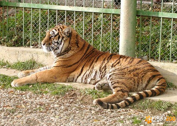 Gradina Zoologica Sibiu - Hobby-Zoo.ro
