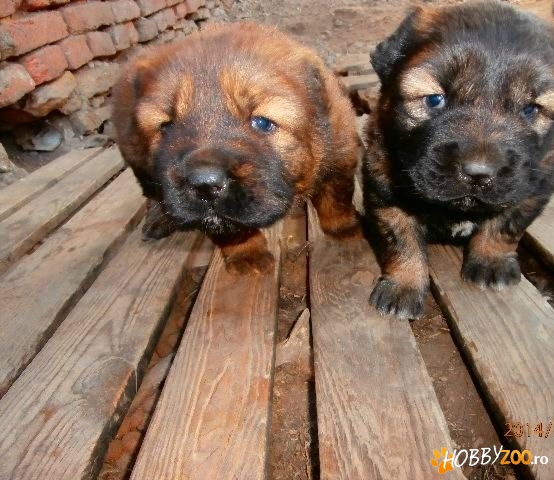 pui ciobanesc caucazian varsta 5 sa - Hobby-Zoo.ro