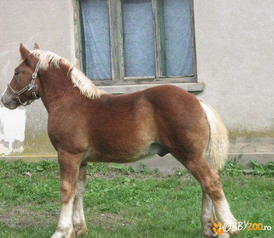manz de rasa cu pedigree - Hobby-Zoo.ro