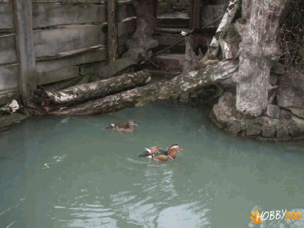 rate mandarin carolin salbatice - Hobby-Zoo.ro