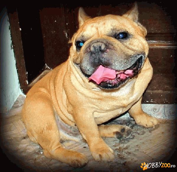 Imperechere Bulldog francez - Hobby-Zoo.ro