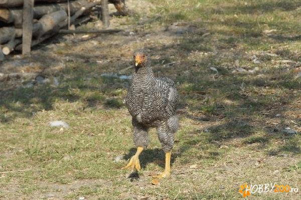 pui brahma herminat deschis - Hobby-Zoo.ro