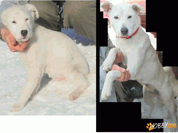 Metisi labrador adoptie - Hobby-Zoo.ro