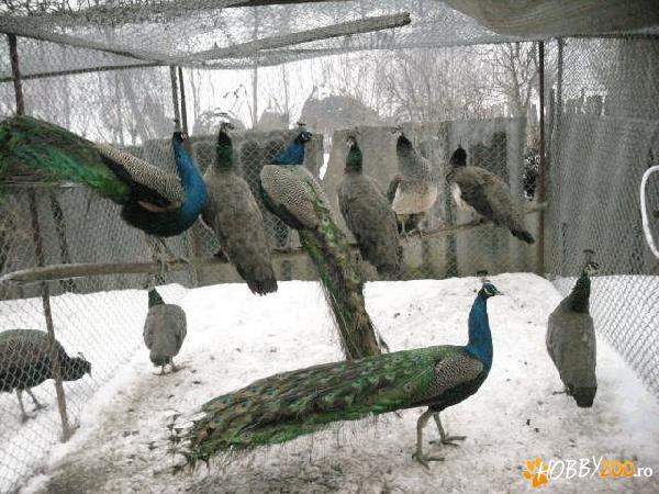 Vand pauni maturi si pui - Hobby-Zoo.ro