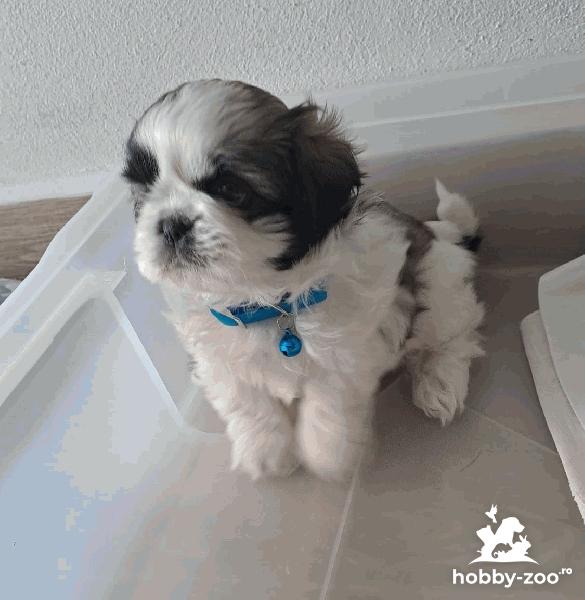 Vand Shih-Tzu deparazitati, vaccinati, pui 2 luni - Hobby-Zoo.ro