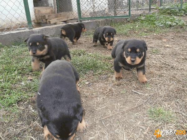 Pui rasa pura Rottweiler - Hobby-Zoo.ro