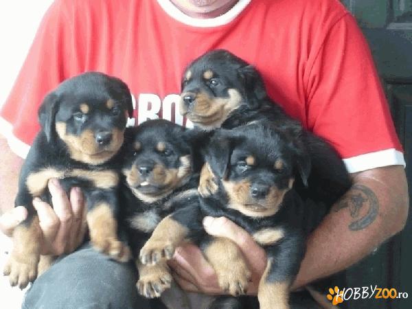 catei rottweiler de vanzare - Hobby-Zoo.ro