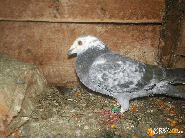 porumbei voiajori cu inel - Hobby-Zoo.ro