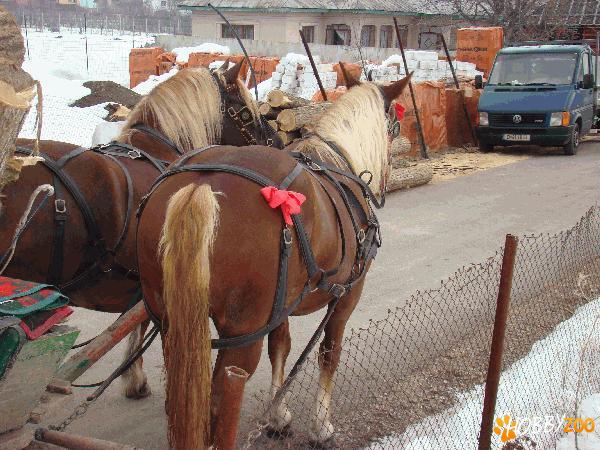 Iepe de vanzare ILFOV - Hobby-Zoo.ro
